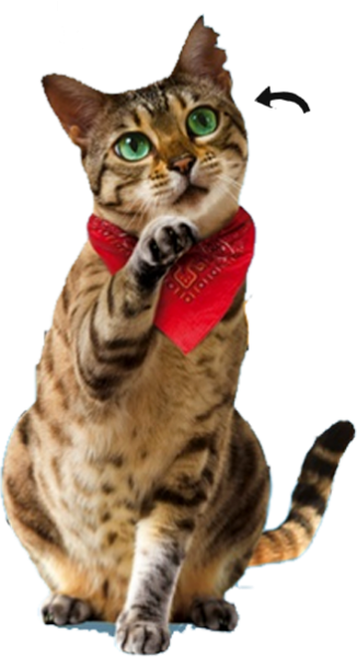 Jennifer Gray | atticus-cat - Jennifer Gray